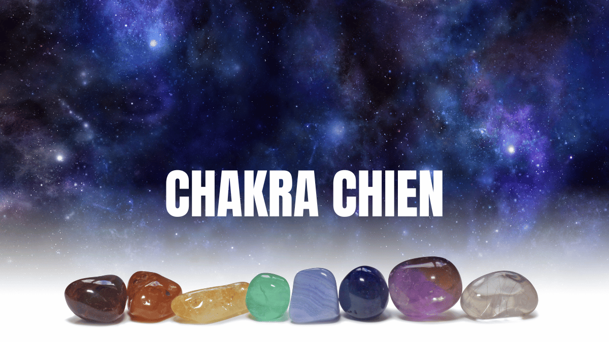 Découvrez les secrets des chakras de votre chien