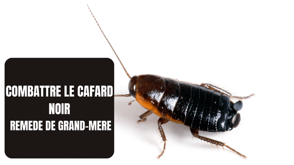 Combattre les cafards noirs : Identification, prévention et solutions