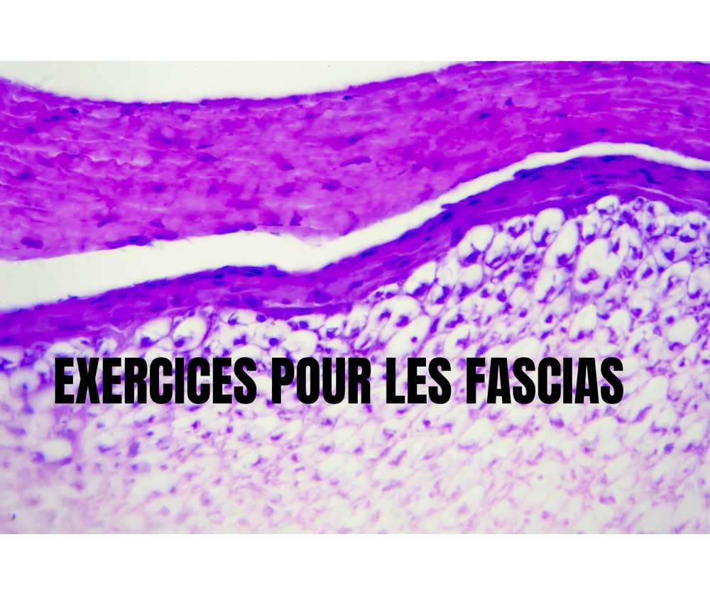 Bienfaits Des Fascias – Fascias Sur Les Organes – WHKRQ