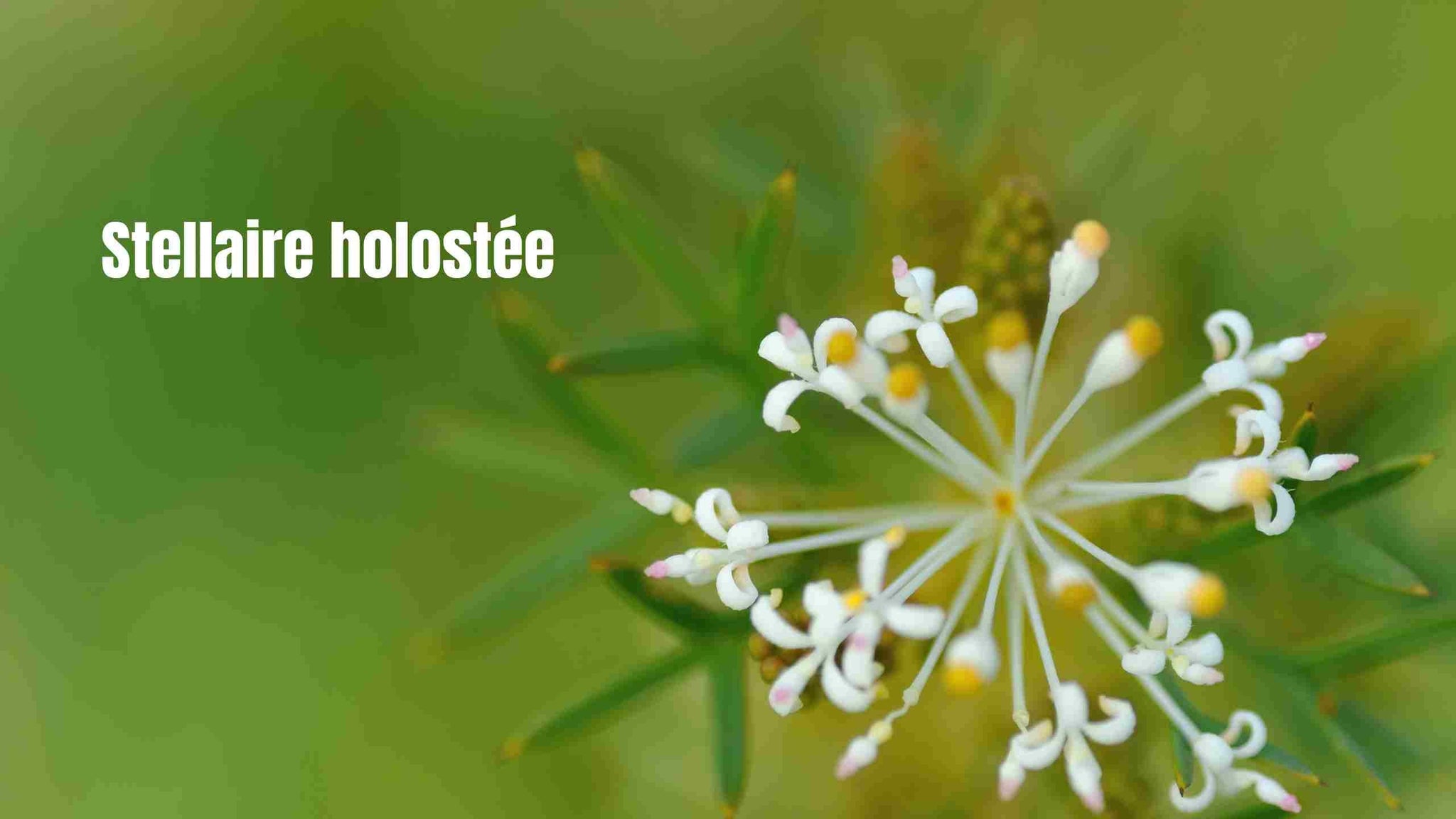 Stellaire holostée : bienfaits, usages et vertus de cette plante sauva