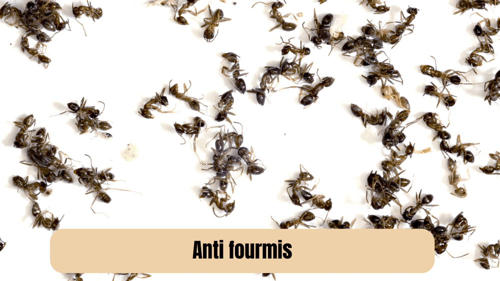 Combattre les fourmis naturellement : Solutions efficaces anti-fourmis