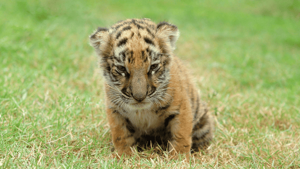 Le top 7 du bébé animal adorable