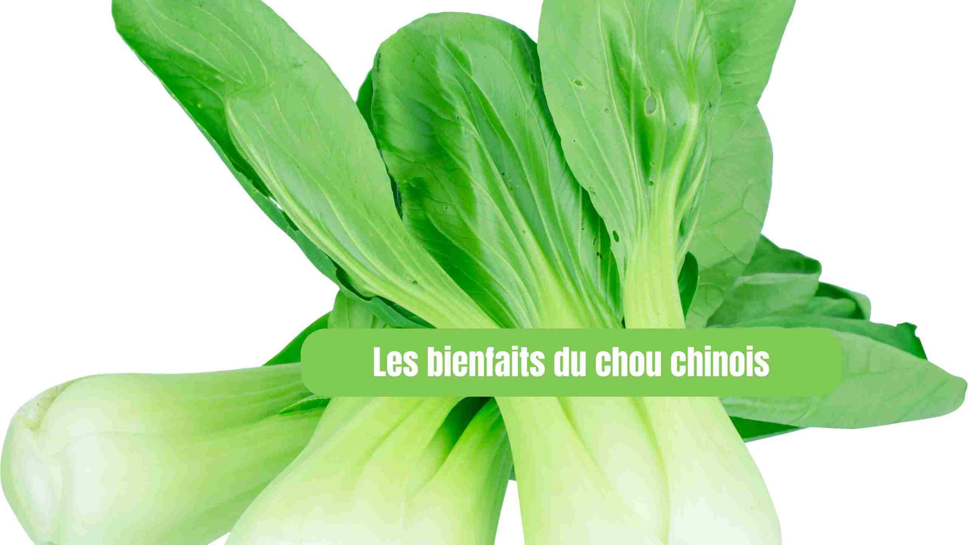 Chou chinois : bienfaits, digestion, cuisson, santé et astuces cuisine