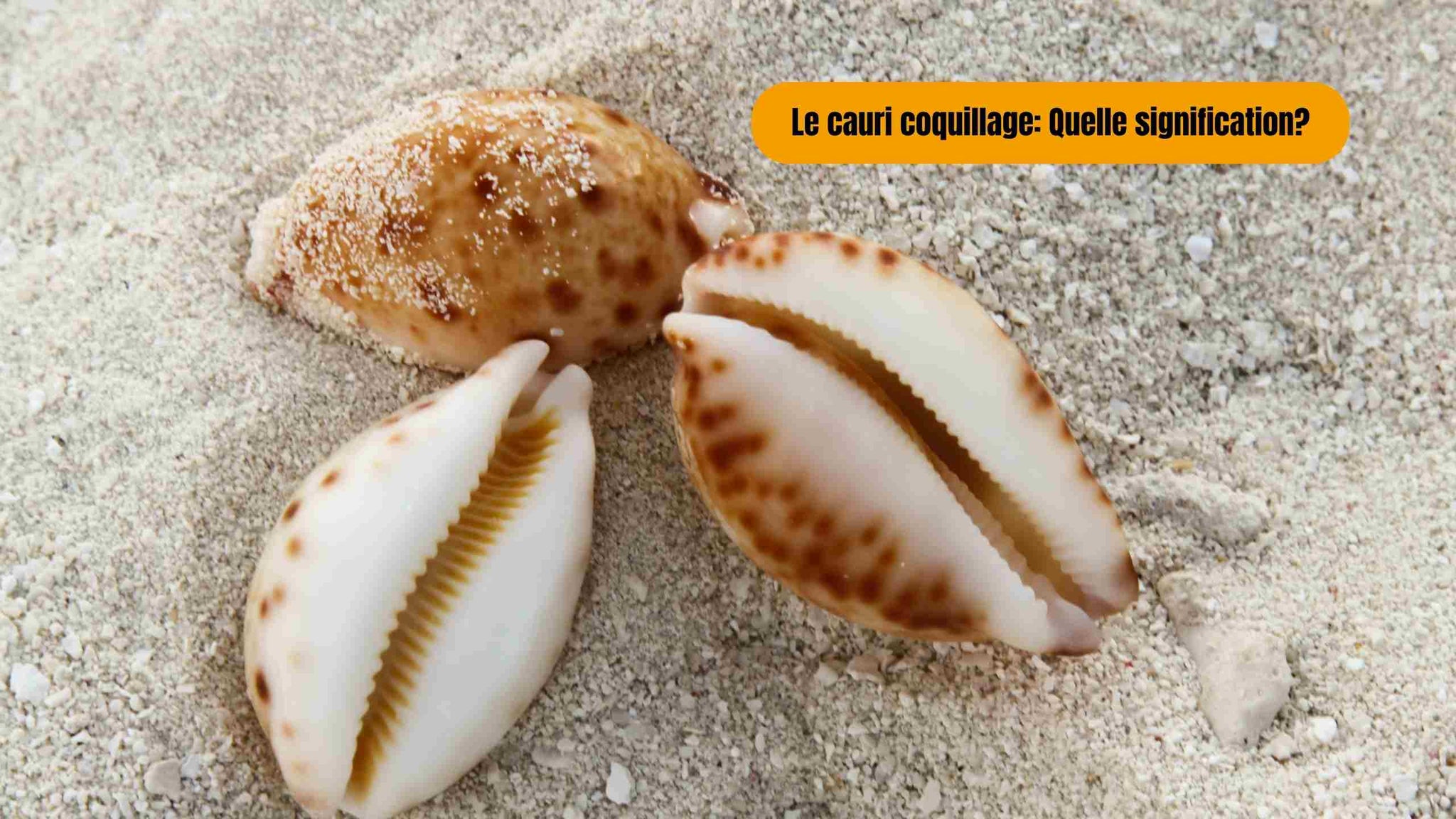Cauri (coquillage) : signification, symbolique et usages spirituels