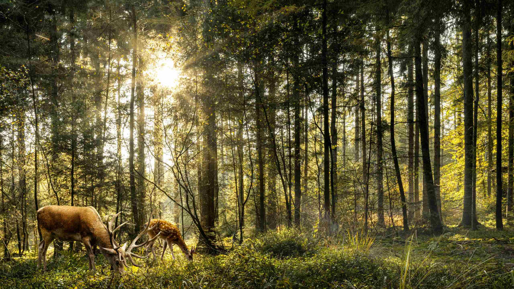 Le conte sur les animaux de la forêt