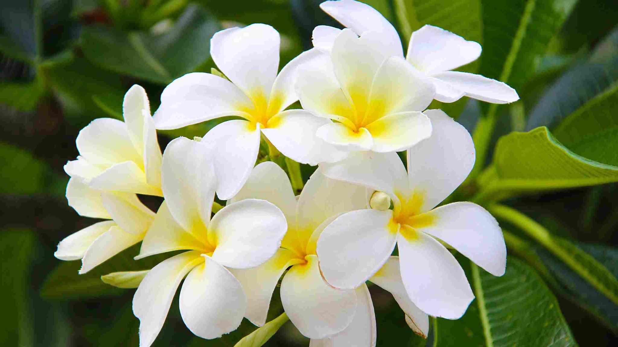 Quels sont les bienfaits de la fleur de tiaré?