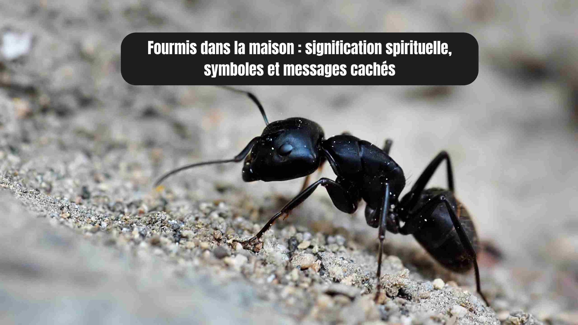Fourmis dans la maison : signification spirituelle, symboles et messag