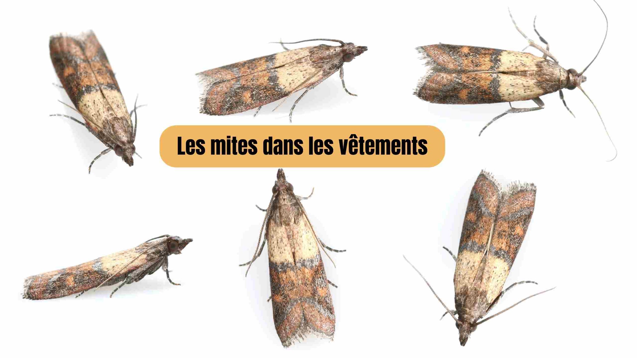 Mites textiles : comment les repérer dans vos vêtements et s'en débarr