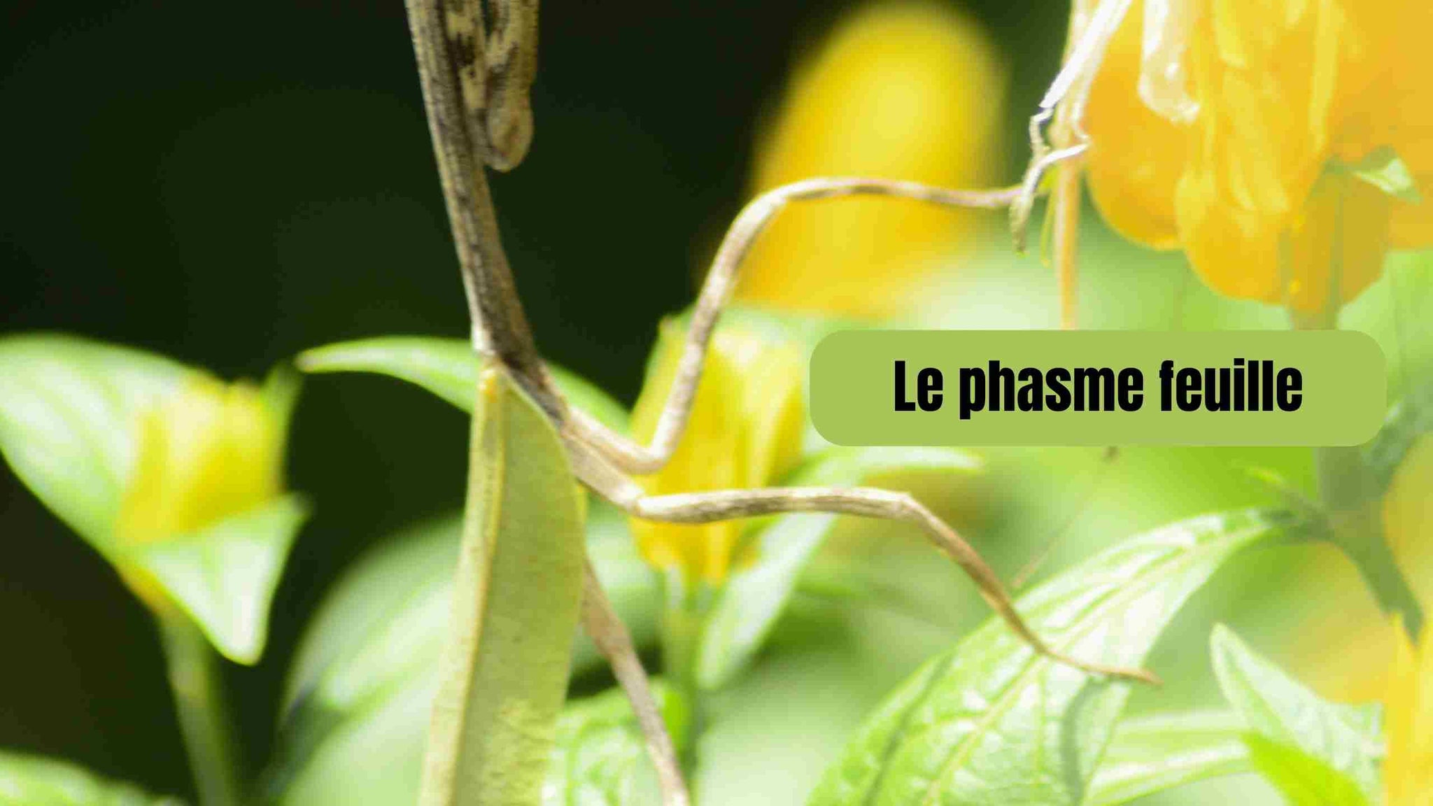 Phasme feuille : Tout savoir sur cet insecte camouflé fascinant