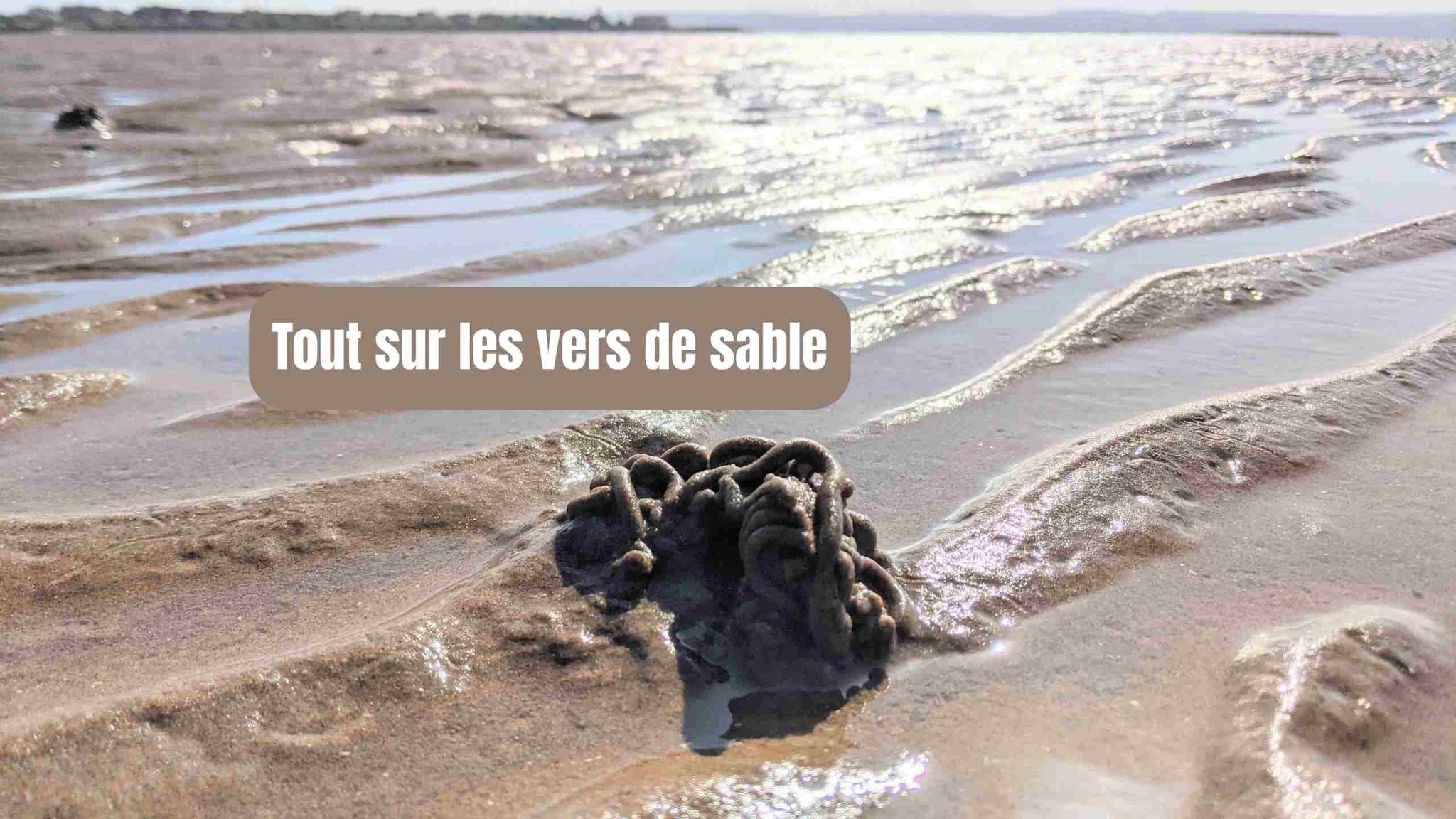 Vers de sable : trésors vivants entre marée et patience